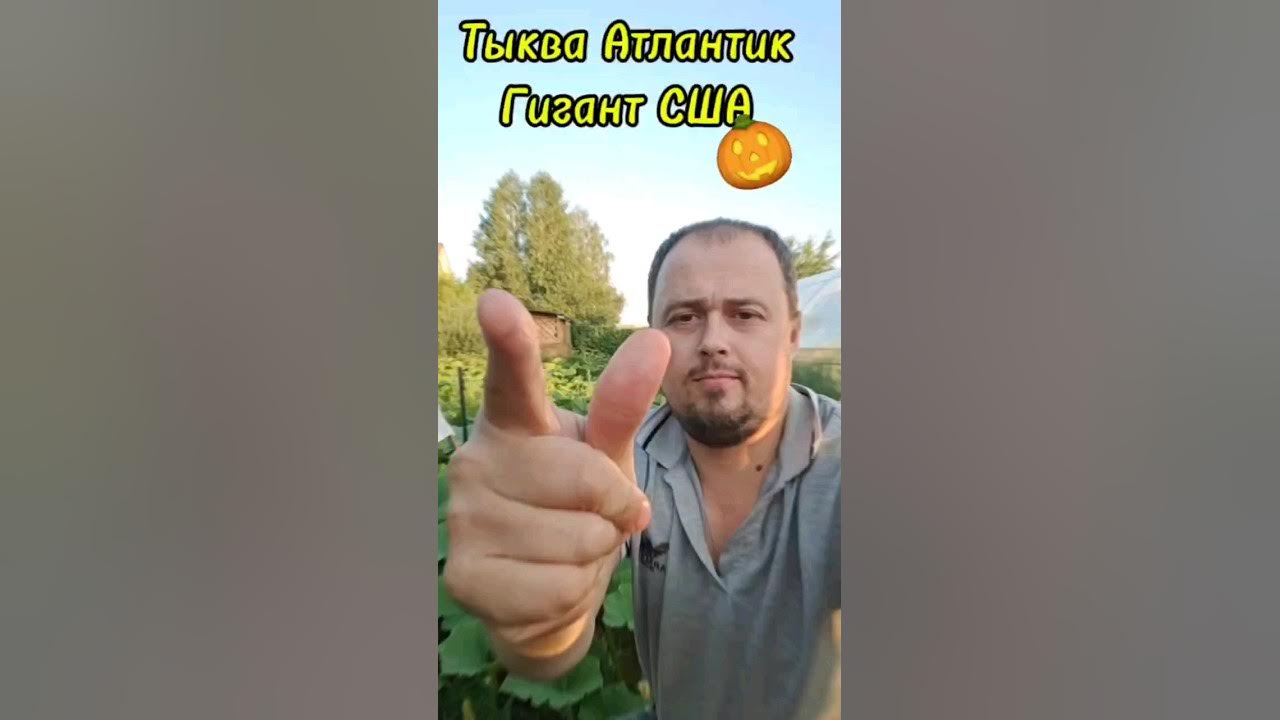 Тыква Атлантик Гигант США. Как вырастить тыкву. - YouTube