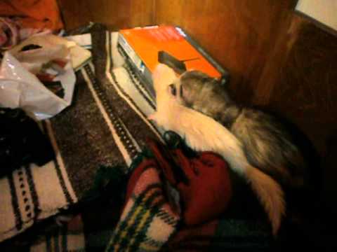 Mating ferrets - YouTube