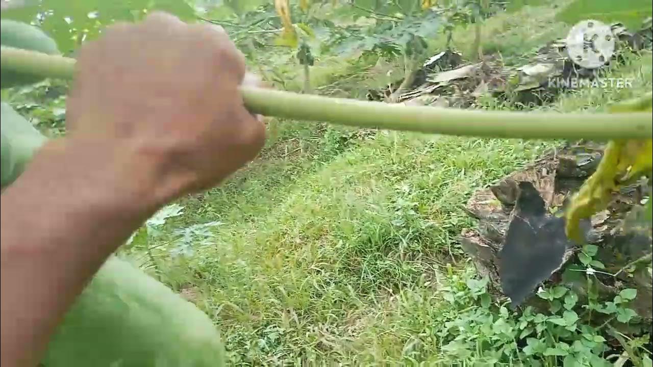 pengecekan kebun pepaya - YouTube