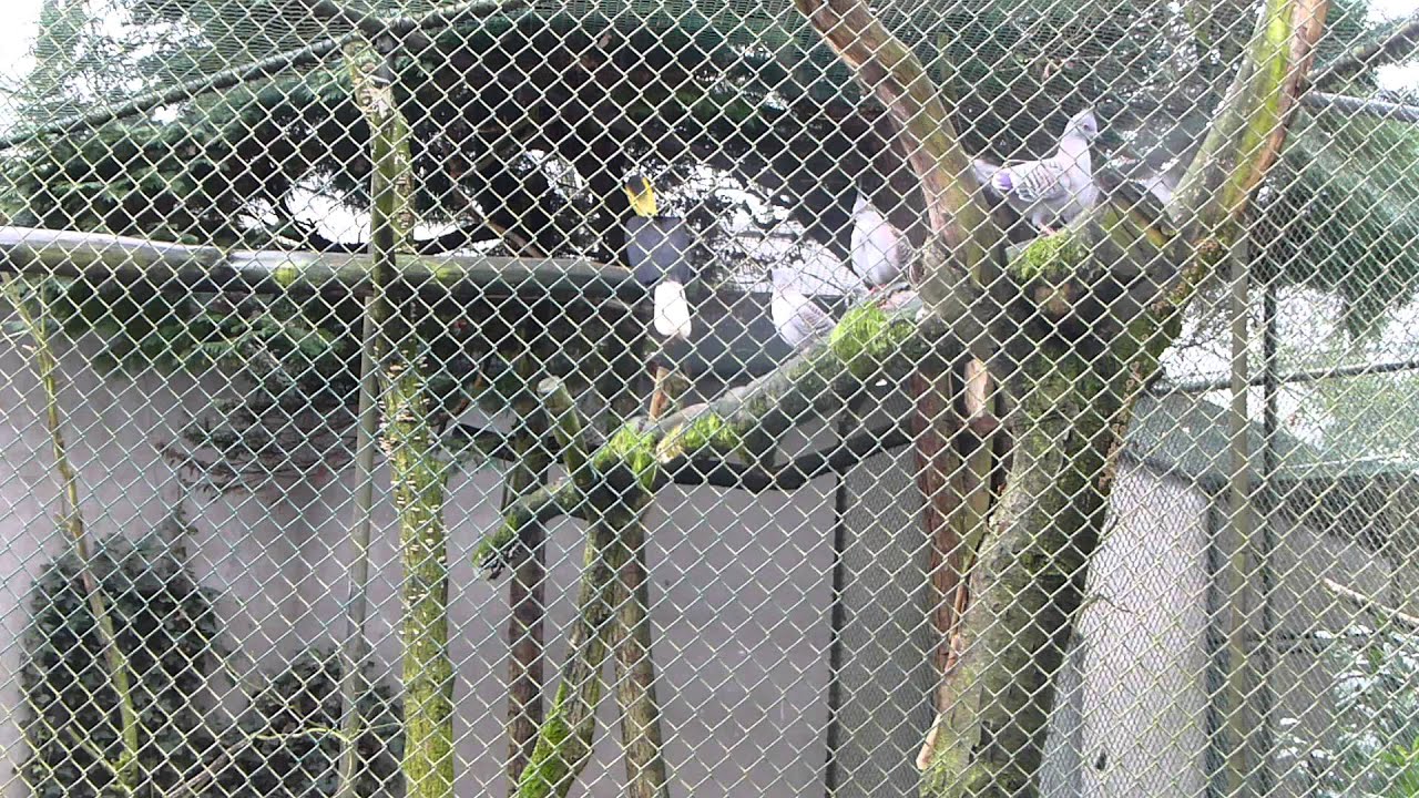 Wrinkled hornbill and crested pigeons. Royal Burgers' Zoo. - YouTube