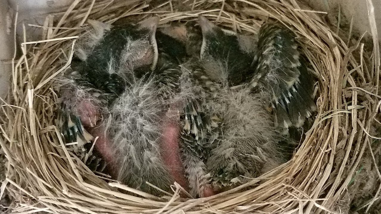 Fluffy Baby Robins (7-8 Days Old) - YouTube