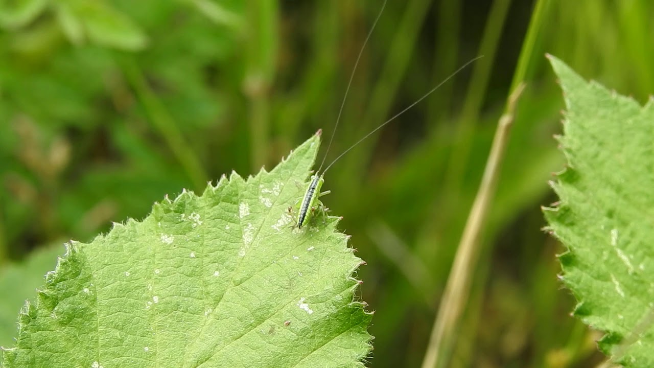 Long Winged Conehead Grasshopper - Conocephalus discolor - YouTube