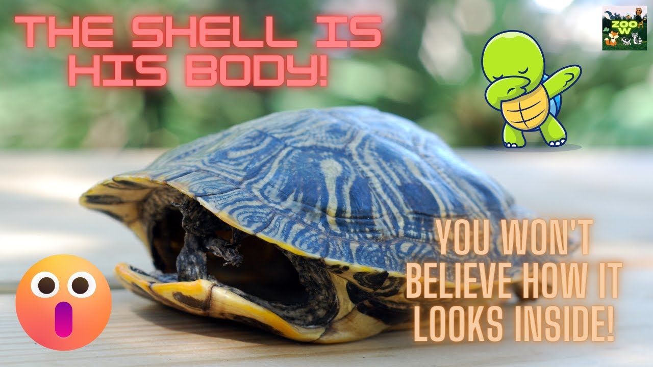 Mind-Blowing Truth: Turtle Shells Are Part of Their Bodies! - YouTube