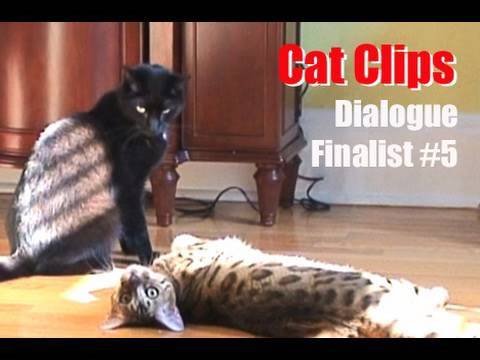 Cat Clips Dialogue Finalist #5 - YouTube
