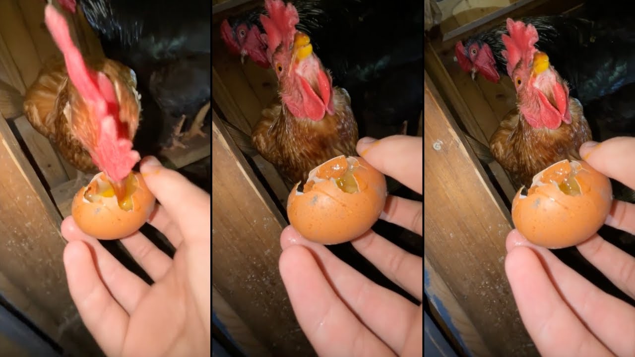 Chicken Eats Egg - YouTube