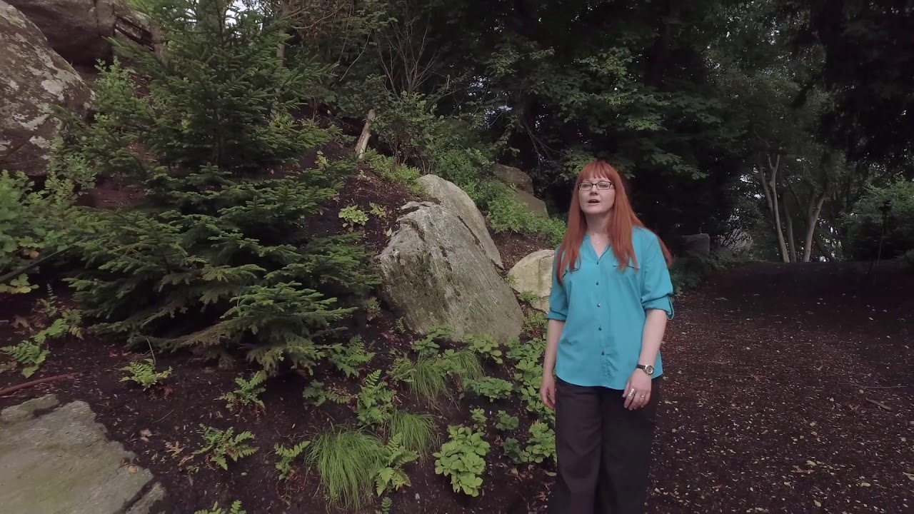 Hazel Path| Plantings for Birds - YouTube
