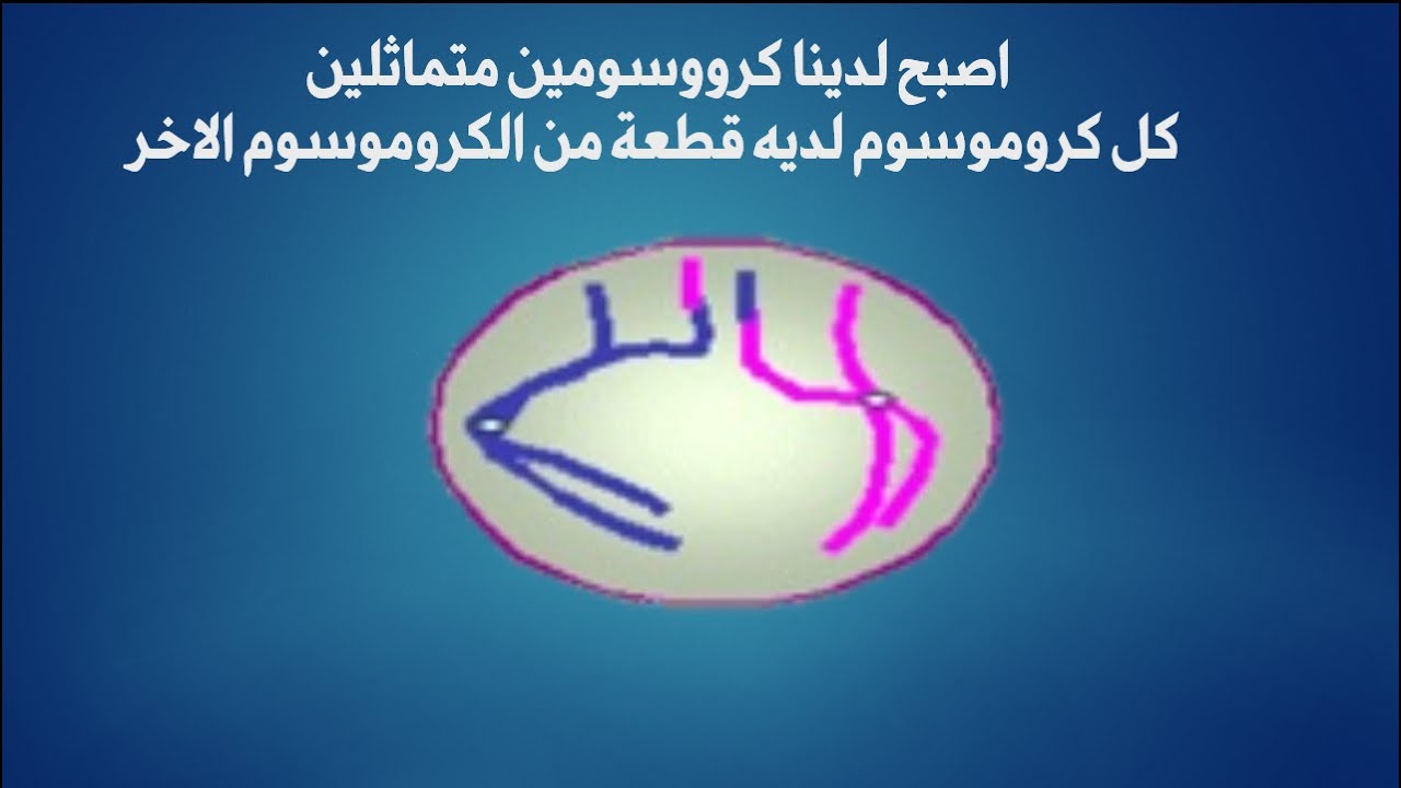 Diakinesis الطور التمهيدي الاول من الانقسام الميوزي الاول الطور الحركي Youtube