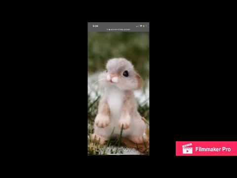 Help the bunny - YouTube