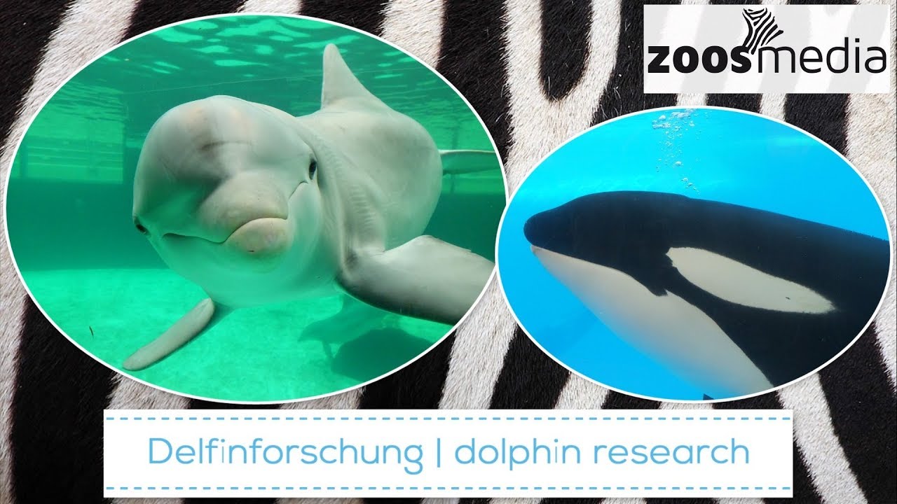 Delfine im Zoo Duisburg & Loro Parque: Forschung mit Großen Tümmlern ...