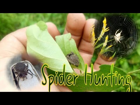 Spider Hunting || Paano Manghuli Ng Gagamba - YouTube