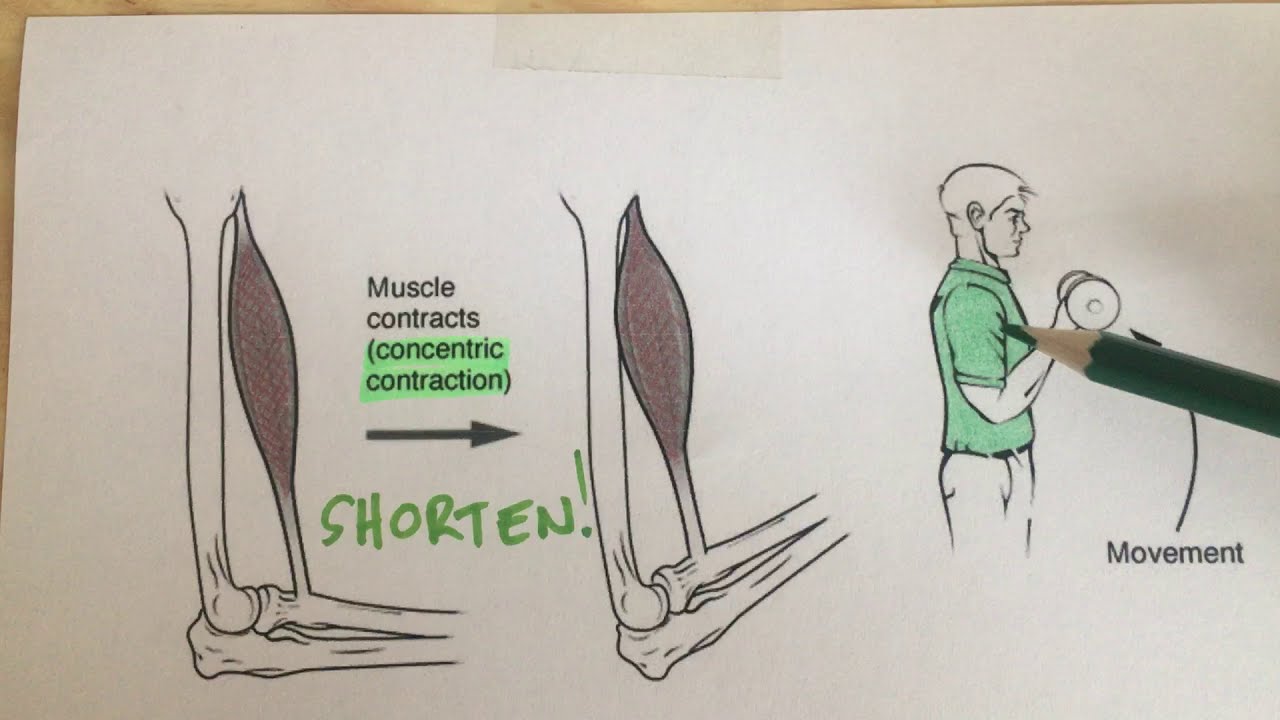 Contraction Types - YouTube
