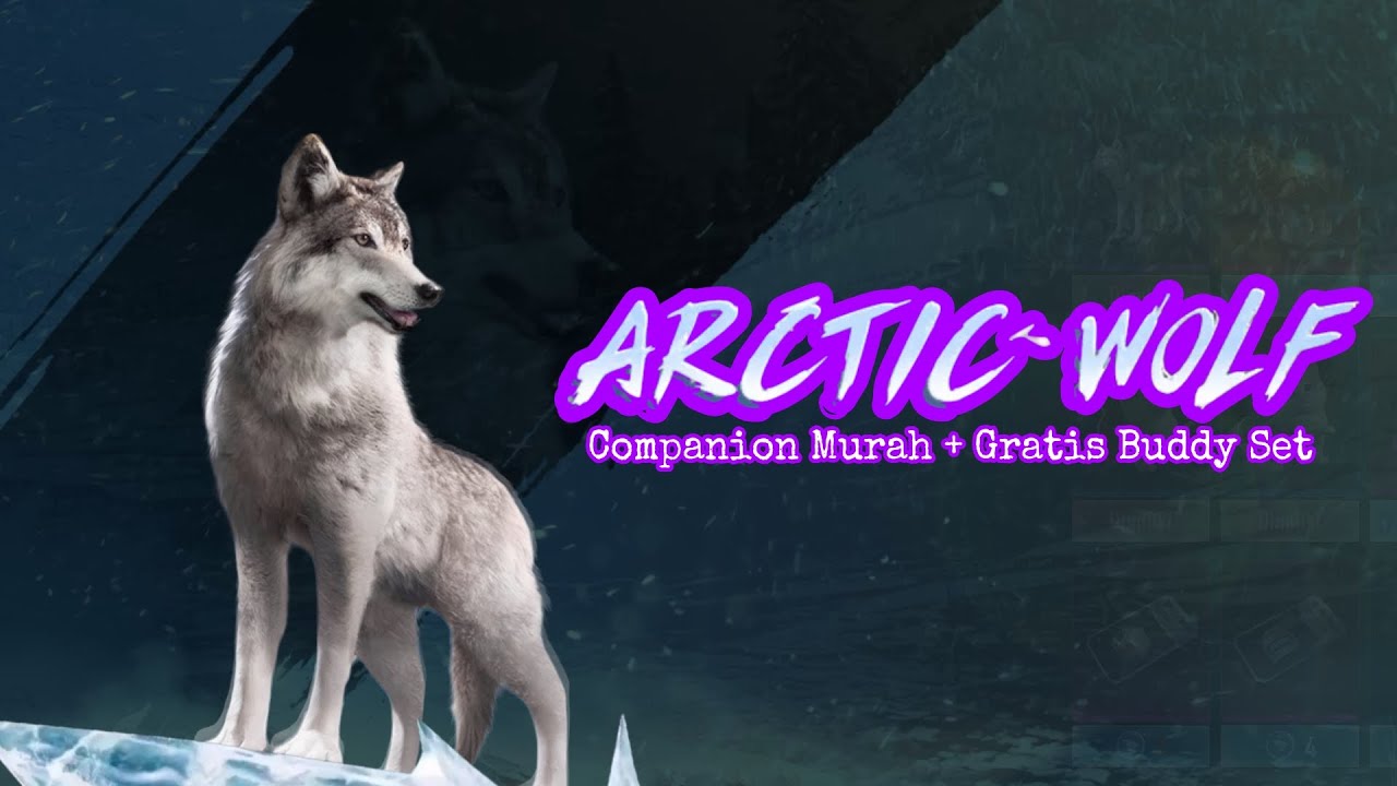 GACHA ARTIC WOLF TERBARU‼️ MURAH BANGET GUYS‼️🥳 BISA DAPET SET BUDDY ...