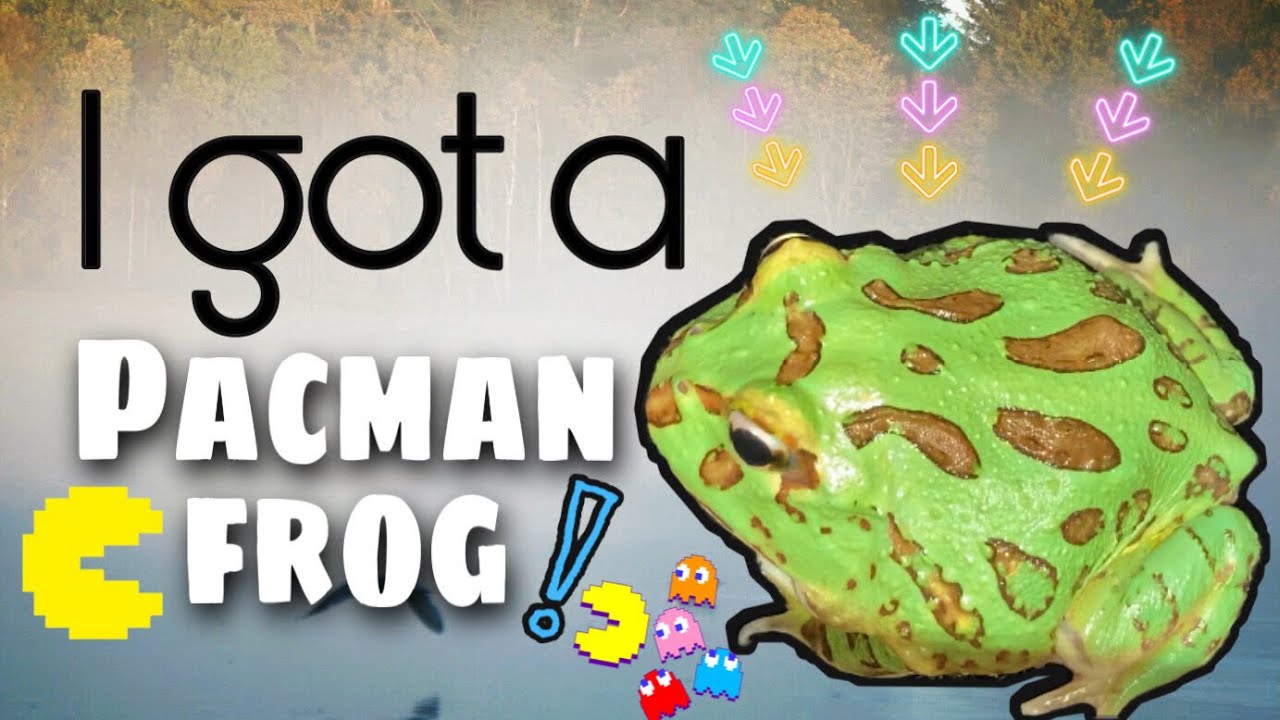 Unboxing Pacman Frog! | Malaysian | Katak Pacman - YouTube