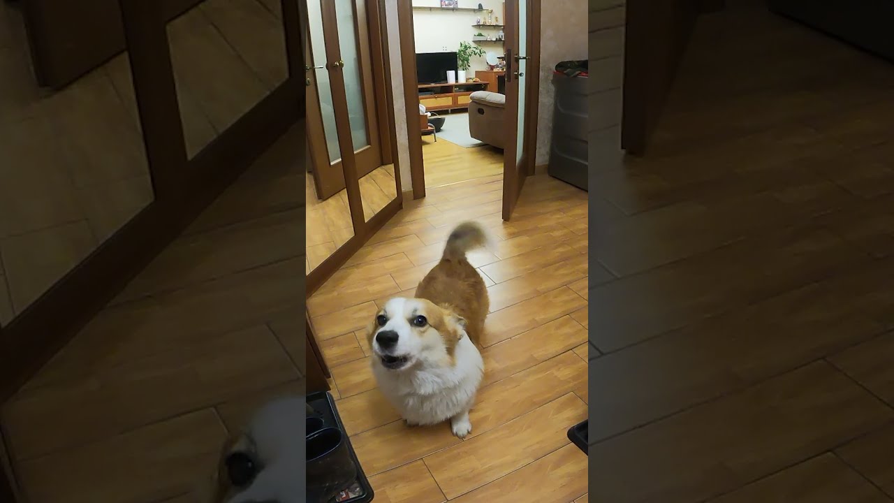 Corgi Song #3 | The Howling Corgi #shorts - YouTube