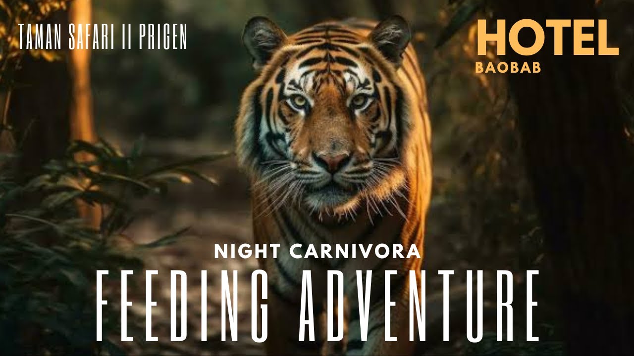 Full Review Night Carnivora Feeding Adventure: Feeding Hewan Buas di ...