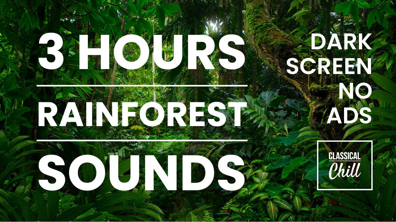 3 Hours Rainforest Noises - Sounds For Sleeping, Relaxing & Meditation ...
