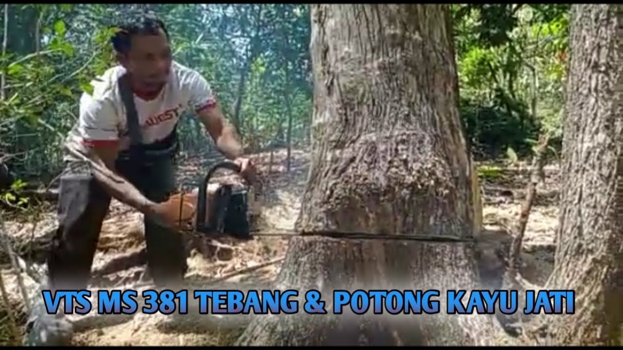 gergaji mesin VTS MS 381 tebang dan Potong kayu jati super - YouTube