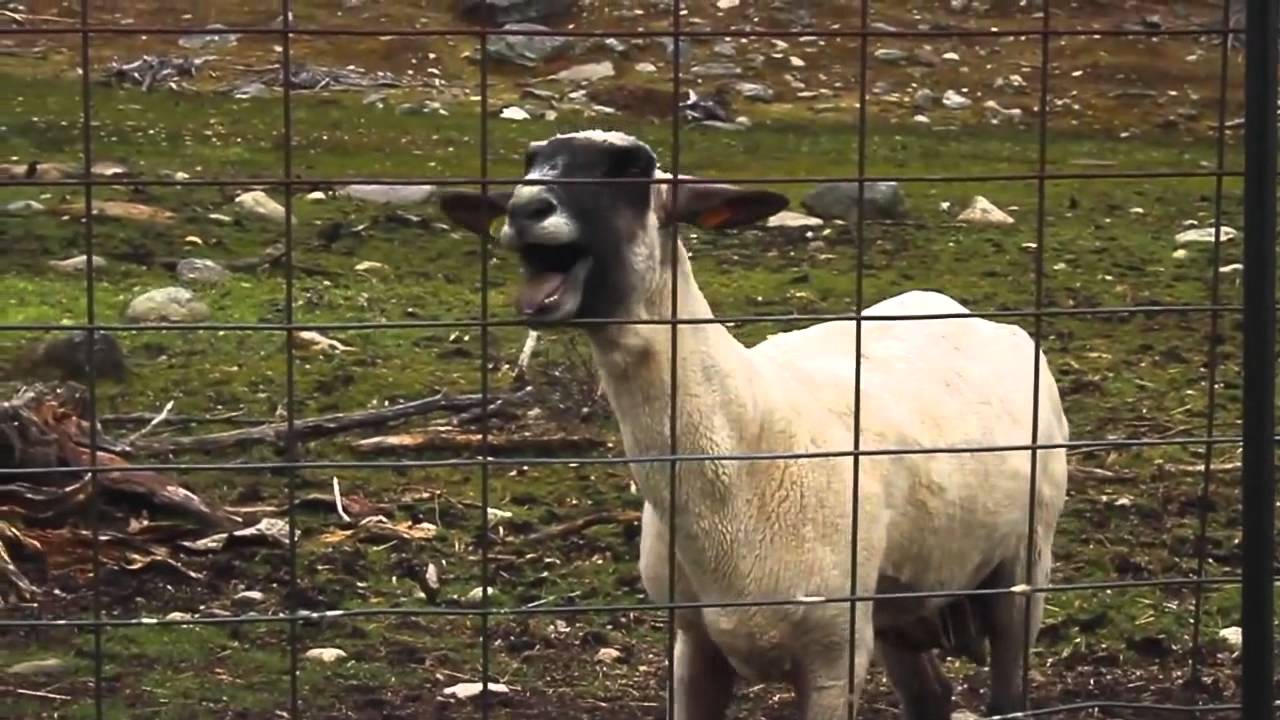 screaming goat nigga slap edition - YouTube