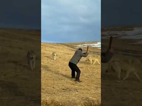 KURT SAVAR #shorts #tiktok #komikvideolar #kurtlarvadisi  #kurtadam #sibiryakurdu #alişenolucak #usa