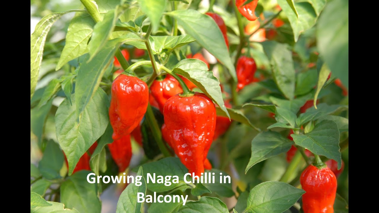 How to Grow Naga Chili in Balcony - YouTube