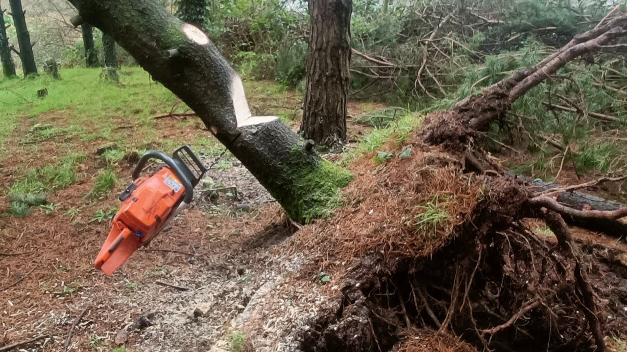 Oops that didn't go right - Tree Cutting Fail - YouTube