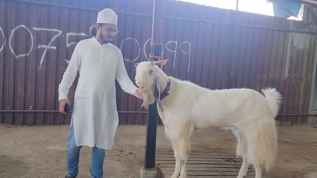 Saste Main Full Set Goats At Garib Nawaz Goat Farm Vasai. - YouTube