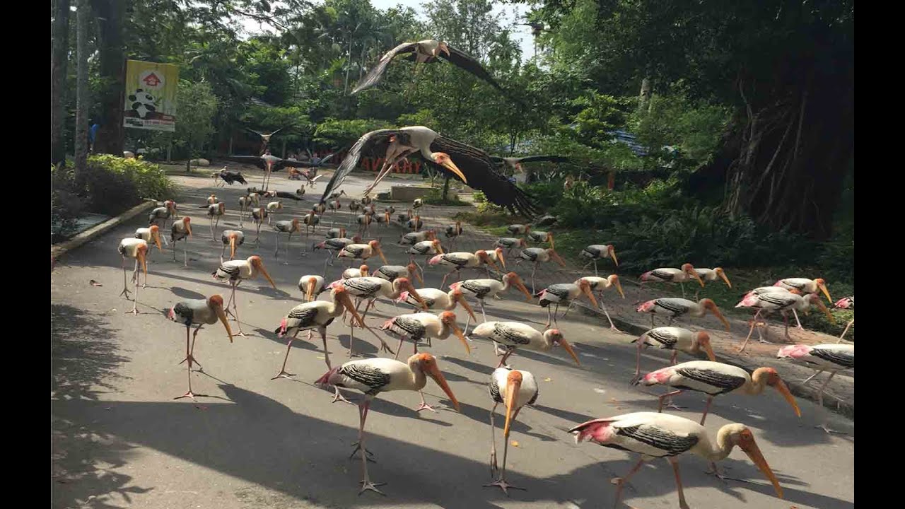 The Andean Flamingo food feeding @ National Zoo of Malaysia @ Zoo ...