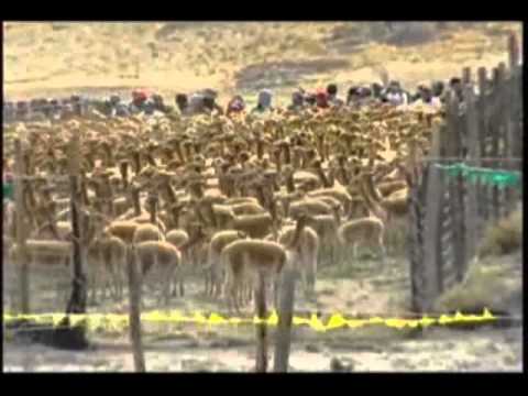 Chaku esquila y saca de la Vicuña