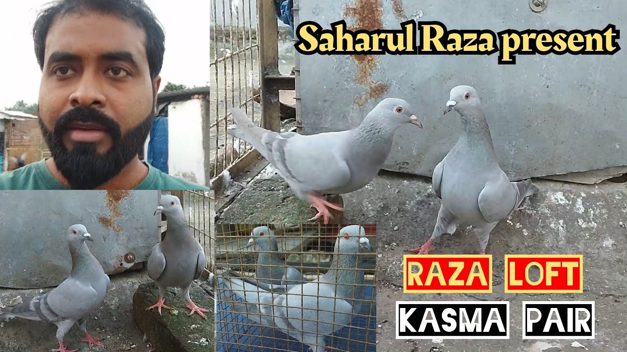 Kasni (Still colors) Adult Madrasi Beeder kabutar Red eyes pigeons Sale ...