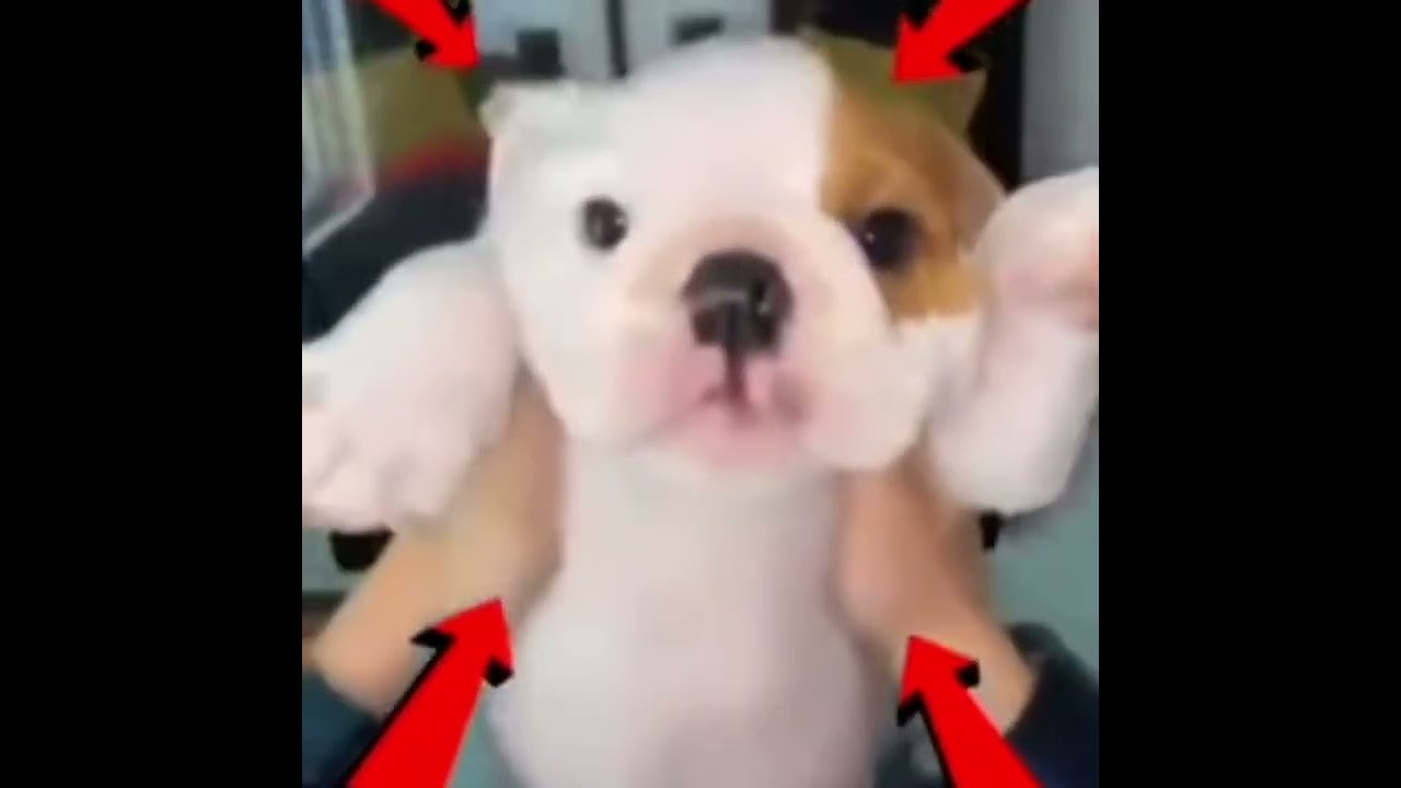 🚨 CHACARRON DOG IN REAL LIFE 🚨 - YouTube