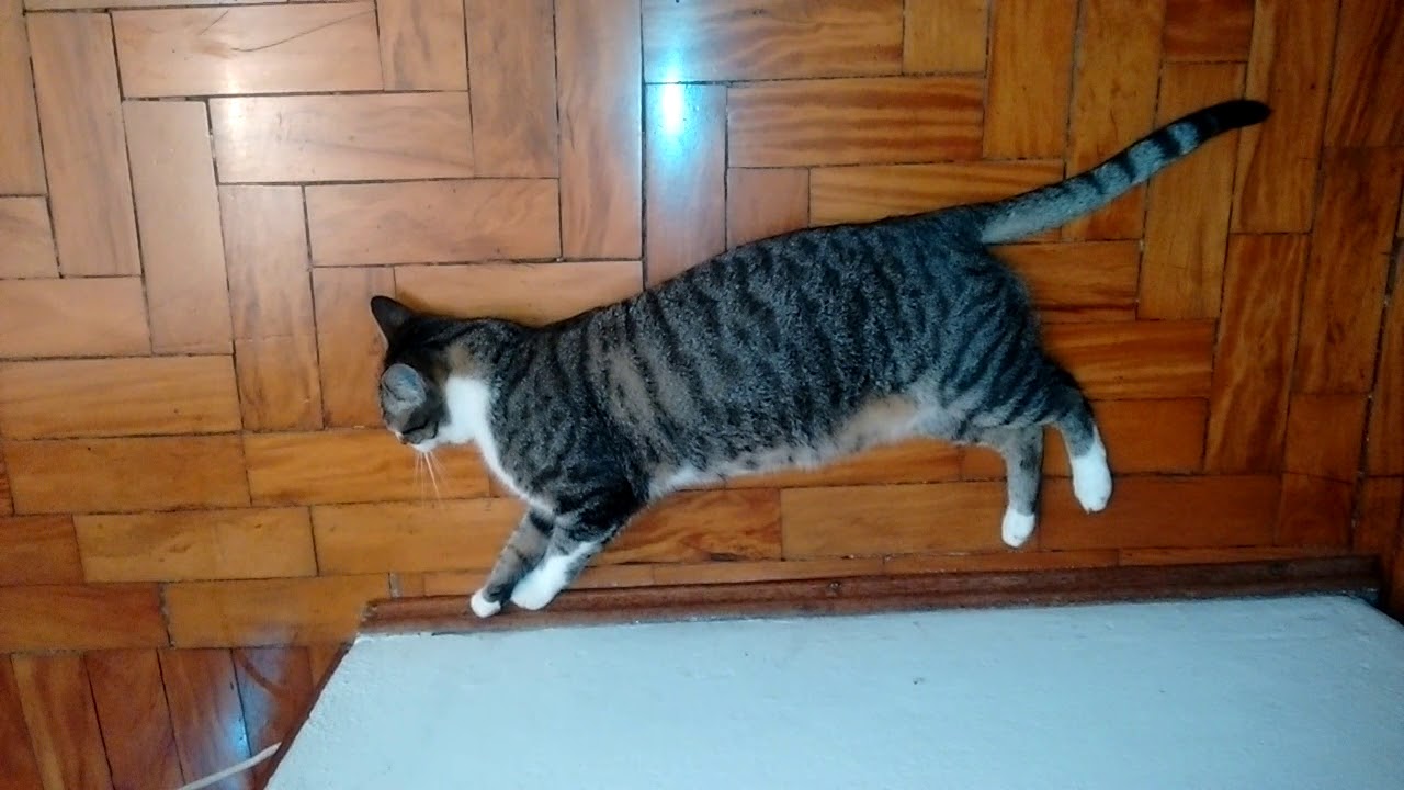 Félix chateado me ignorando! 😭 Gato close! Someone you loved - Lewis ...