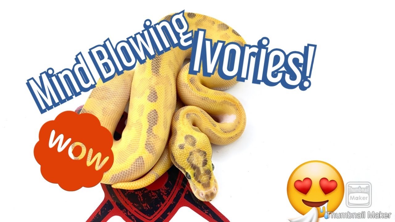 The Most Insane Ivory Ball Pythons - YouTube
