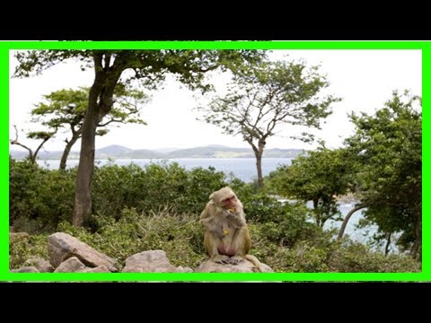 Breaking News | Primates on puerto rico's 'monkey island' research ...