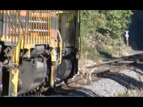 (HD) P&W 3003 The Deer froze and almost gets hit by the Train - YouTube