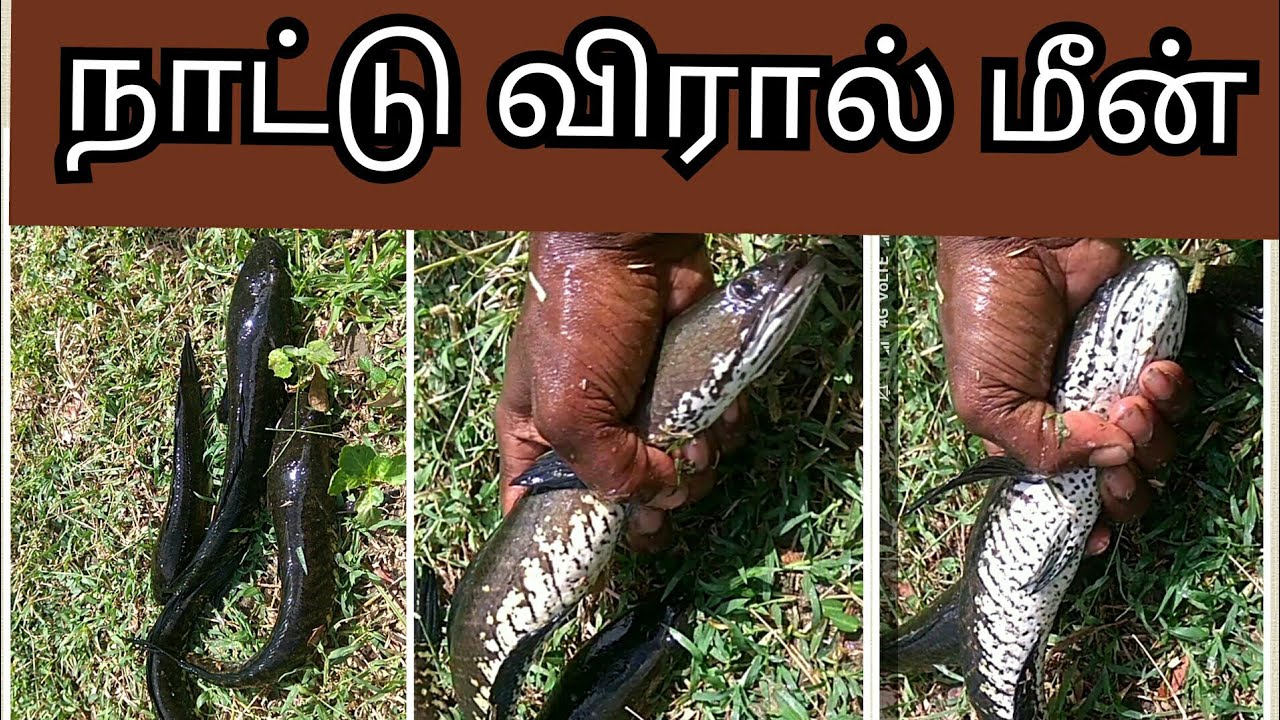 விரால் மீன் வளர்ப்பு part.3, Viral fish... - YouTube