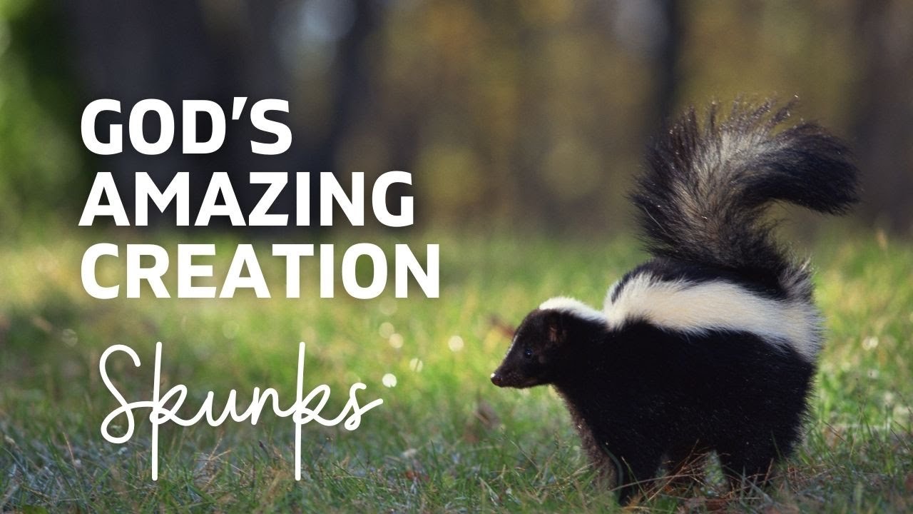 Skunks! - YouTube