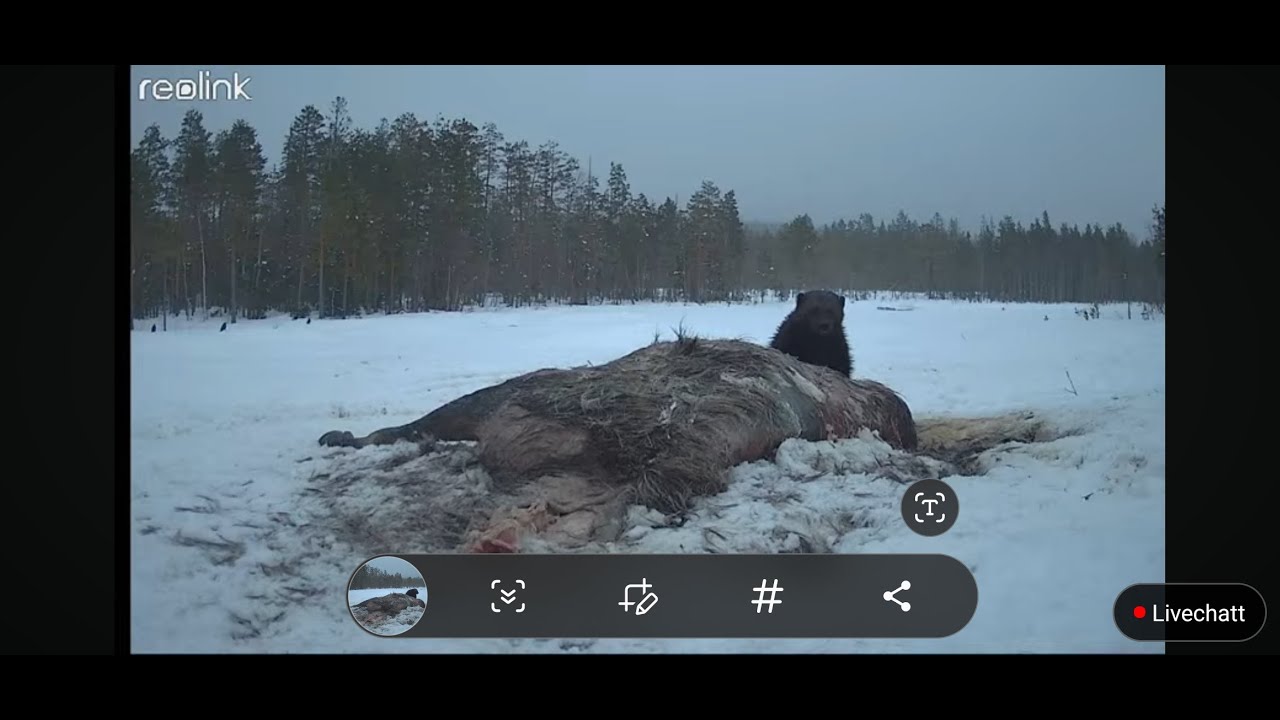 Wolverine eats moose carcass - YouTube