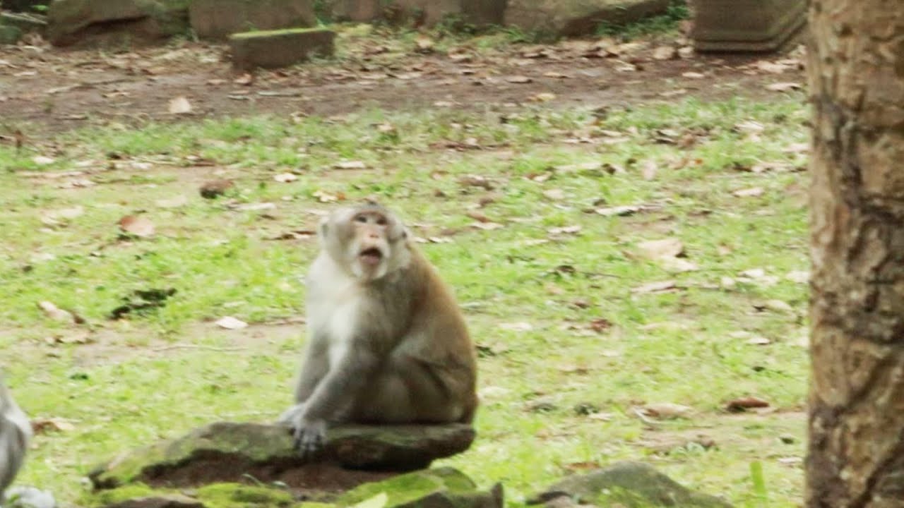 Monkey Mak -Aesop And jade Monkey in amber group/Maz..216..Amber Monkey ...