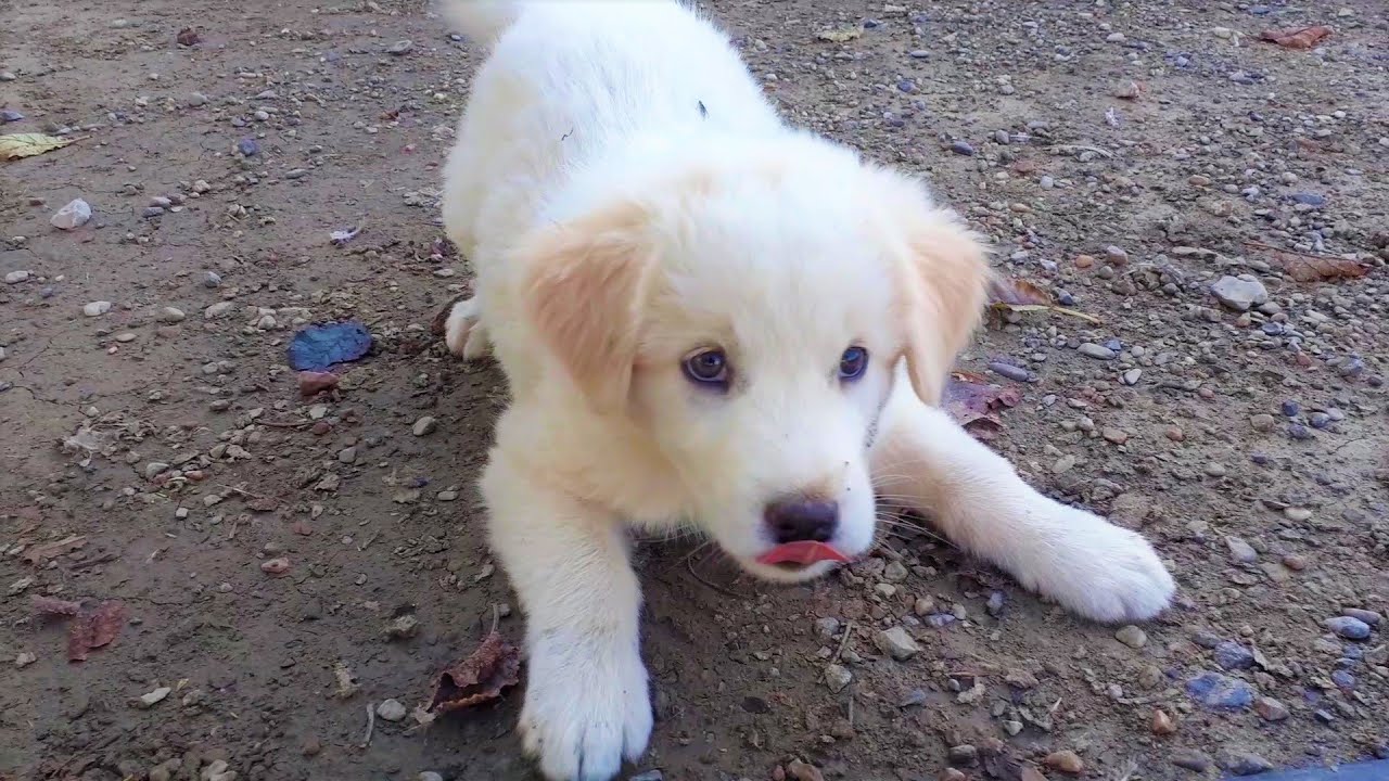 SWEET PUPPY GREEK WHITE SHEPHERD DOG - YouTube