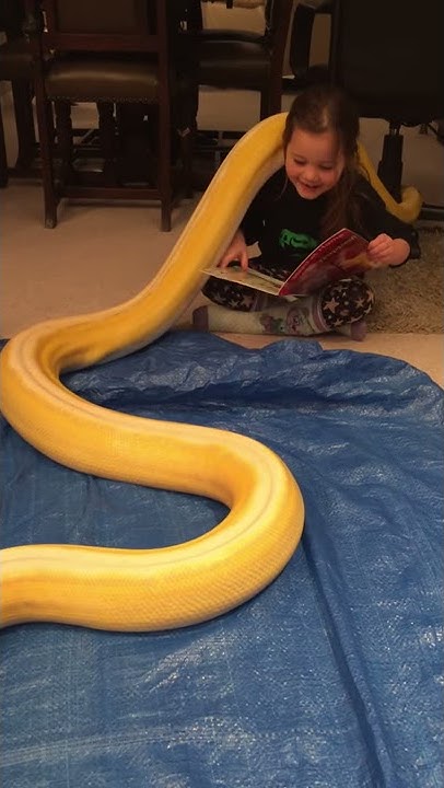 14ft Reticulated Python disrupts 6 year old's reading homework - YouTube