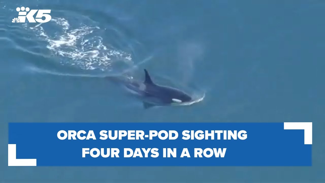 Orca super-pod sighting four days in a row - YouTube