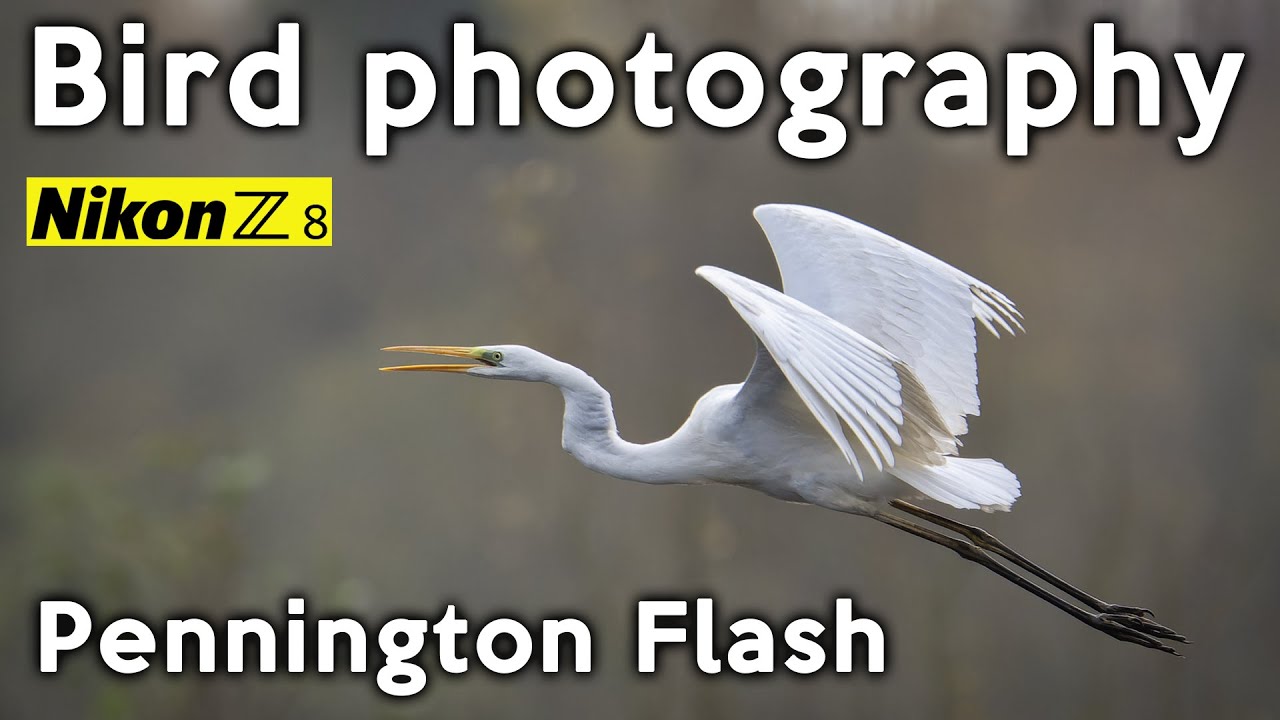 Photographing Wild Birds at Pennington Flash Nikon Z8 - YouTube