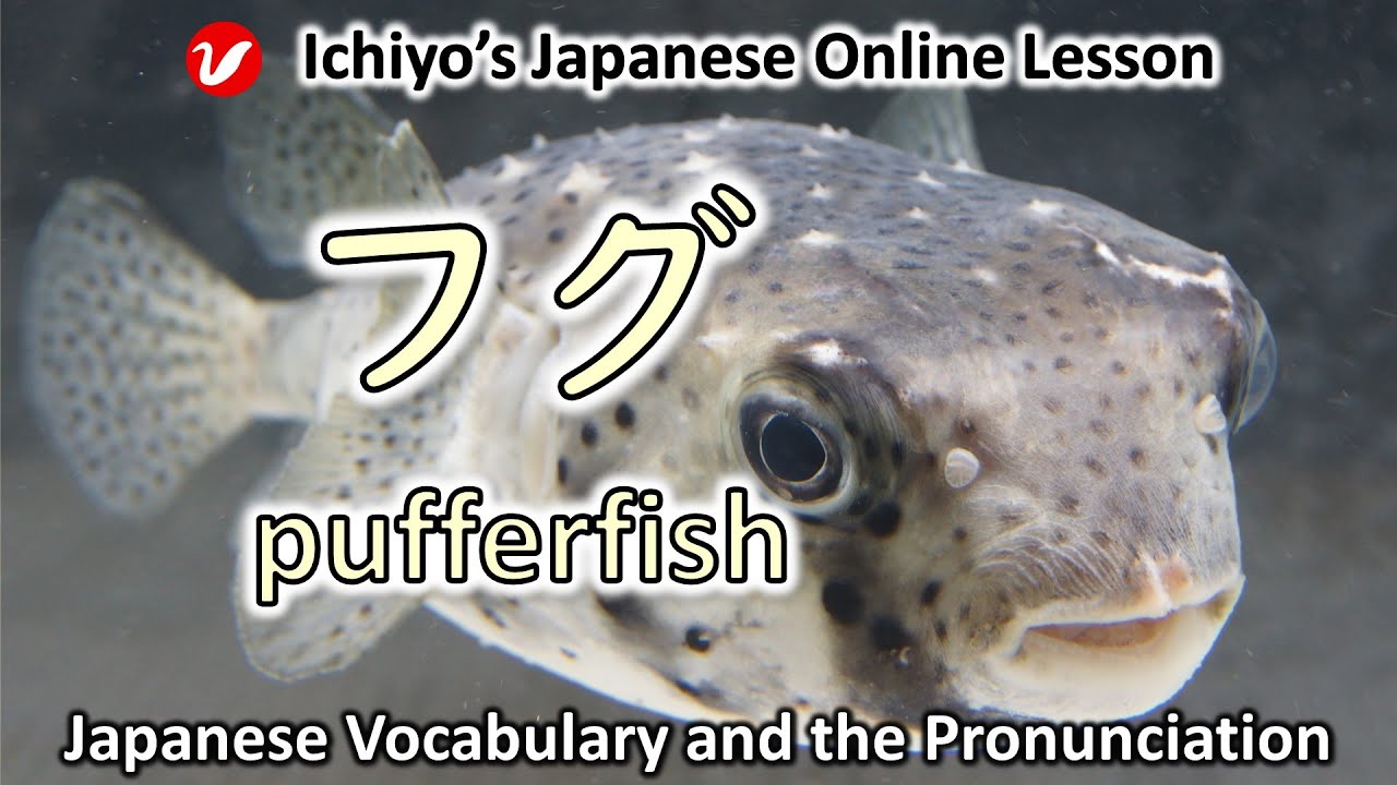 フグ (fugu) | pufferfish, blowfish | Japanese Vocabulary and the ...