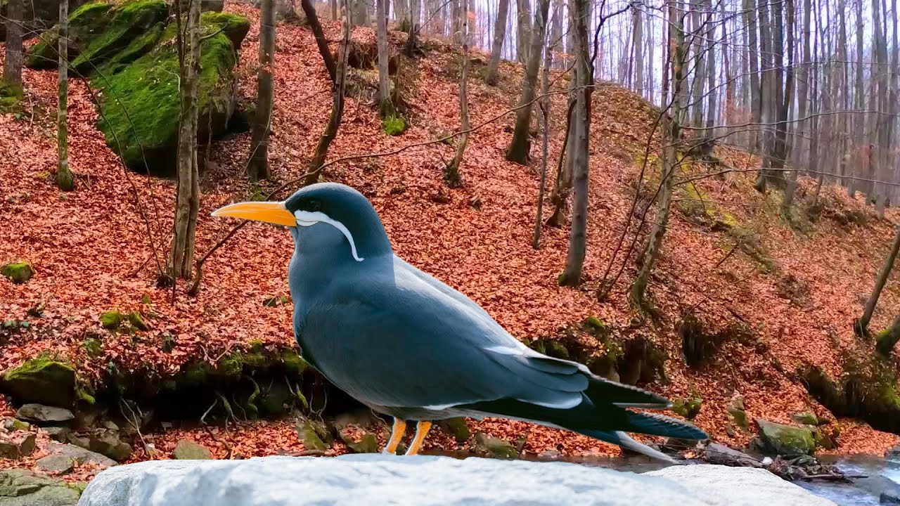 Spring Songbirds: 1 Hours of Beautiful Bird Sounds for Relaxation ...