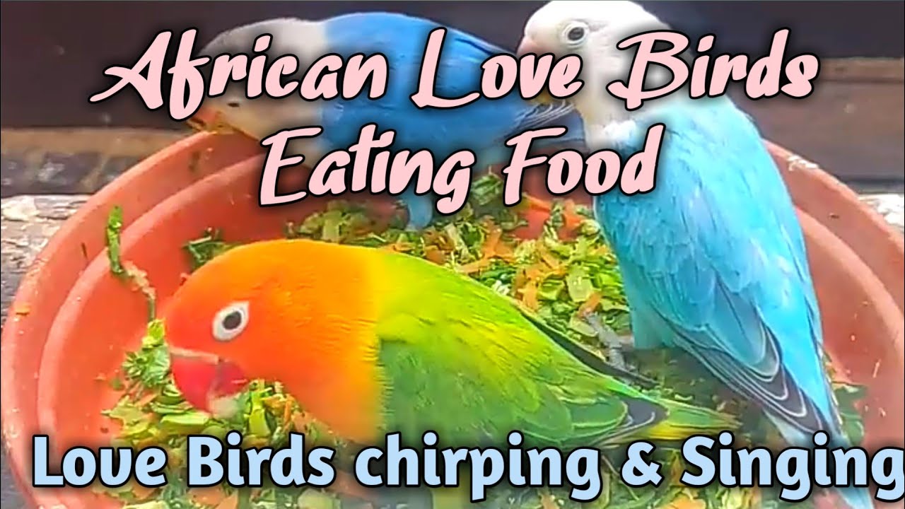 African Love Birds Eating Food|Love Birds Sounds|Love Birds chirping ...