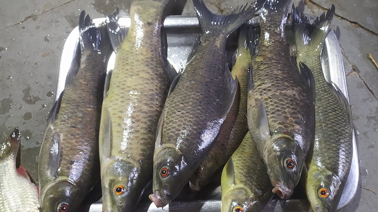 mashallah 😲 black rohu/black rohu fish kaise pakade/kouchi fish kaha ...