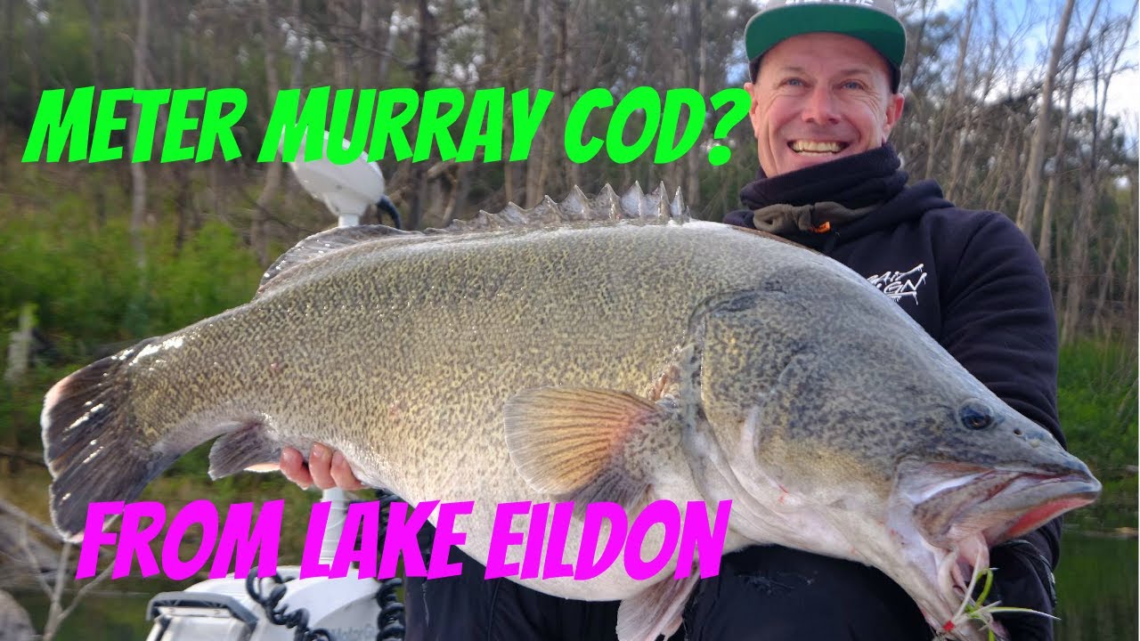 Meter Murray Cod at Lake Eildon, or was it? YOU be the Judge! - YouTube