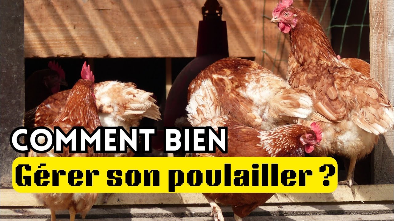Comment Gérer votre Poulailler pour mieux Réussir l'élevage de Poulets ...