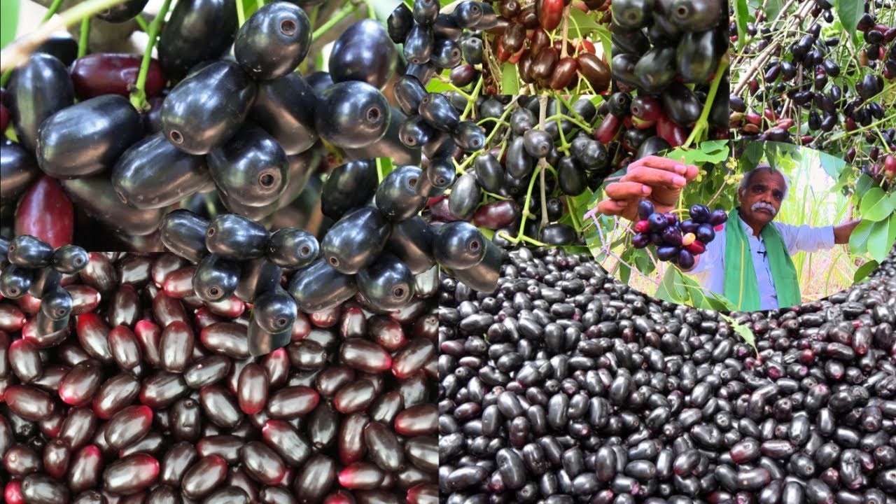 ನೇರಳೆ ಹಣ್ಣಿನ ಕೃಷಿ | JAMUN FRUIT FARMING | JAMUN FRUIT CULTIVATION ...