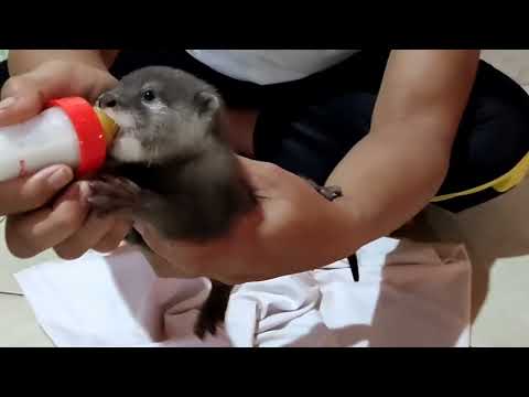 Menyusui bayi Otter bonding, berang berang lucu